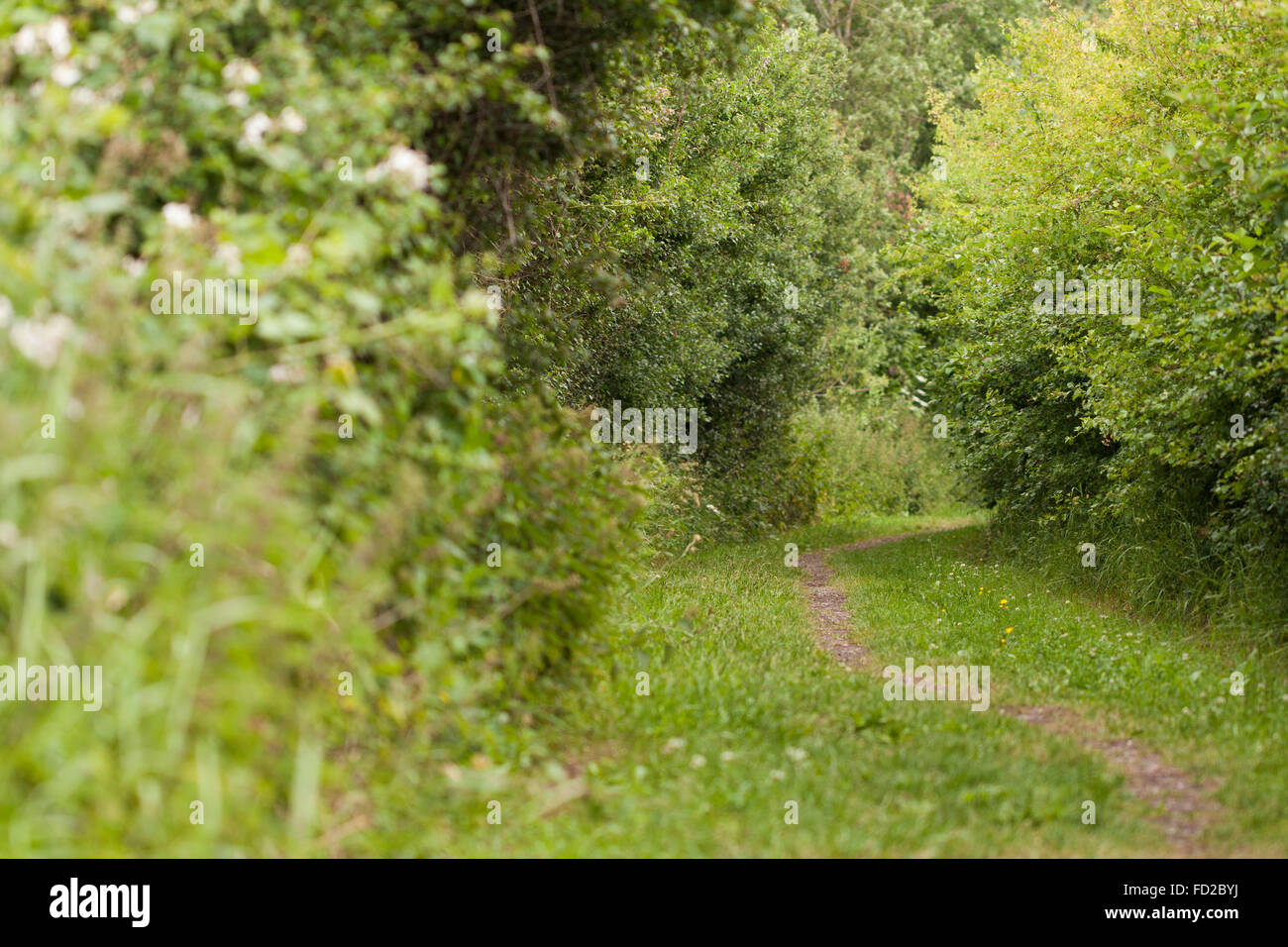 The path ahead winding through the trees and bushes Stock Photo - Alamy