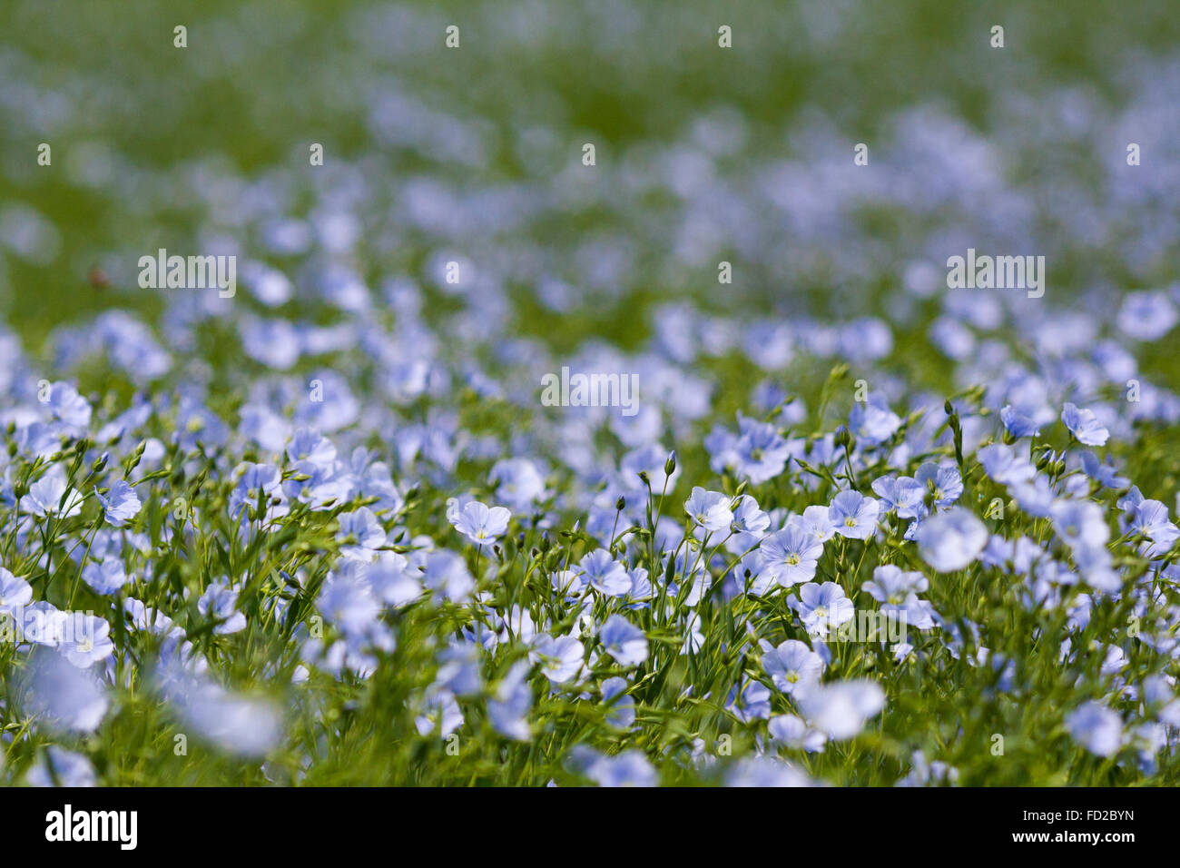 It might be a crop, but the blue flowers of linseed looked lovely ...