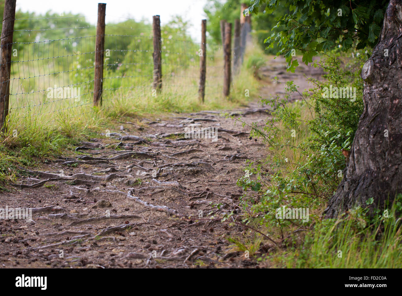 Tree roots forming a set of natural steps down a slope in the path ...