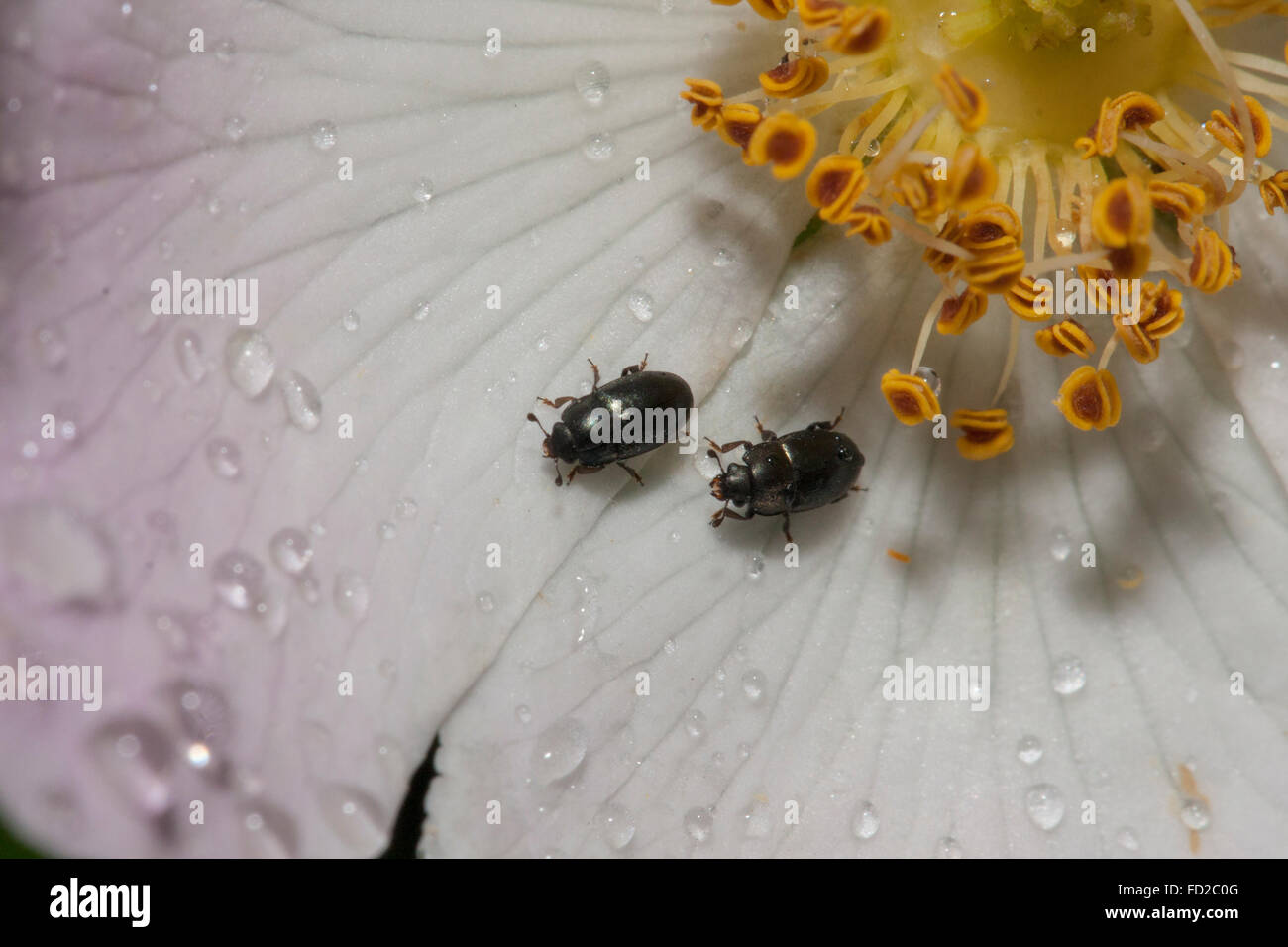 Pollen beetles on a wild rose flower Stock Photo - Alamy