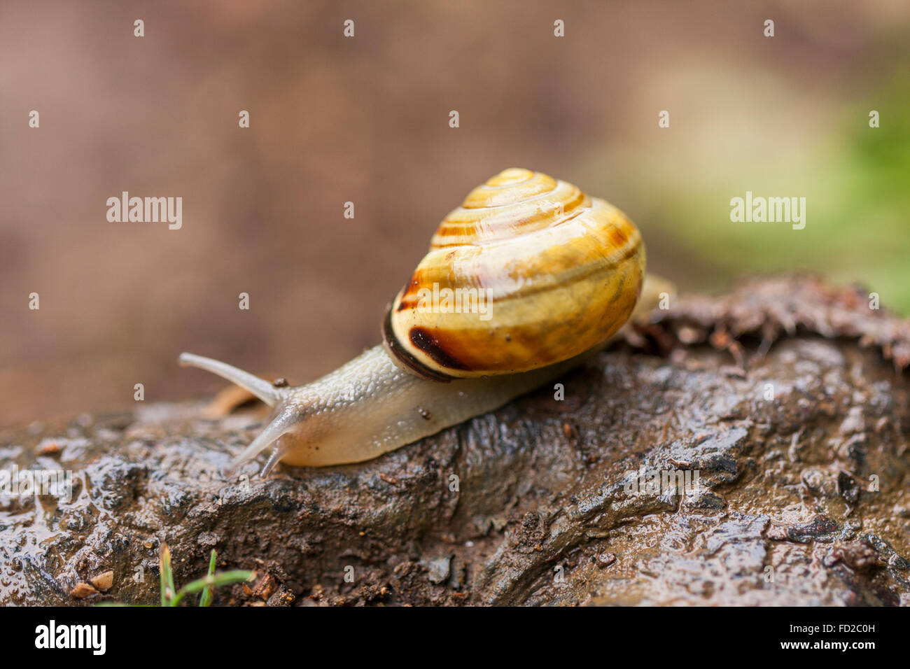A pale coloured brown-lipped snail out of the wander in the wet Stock ...