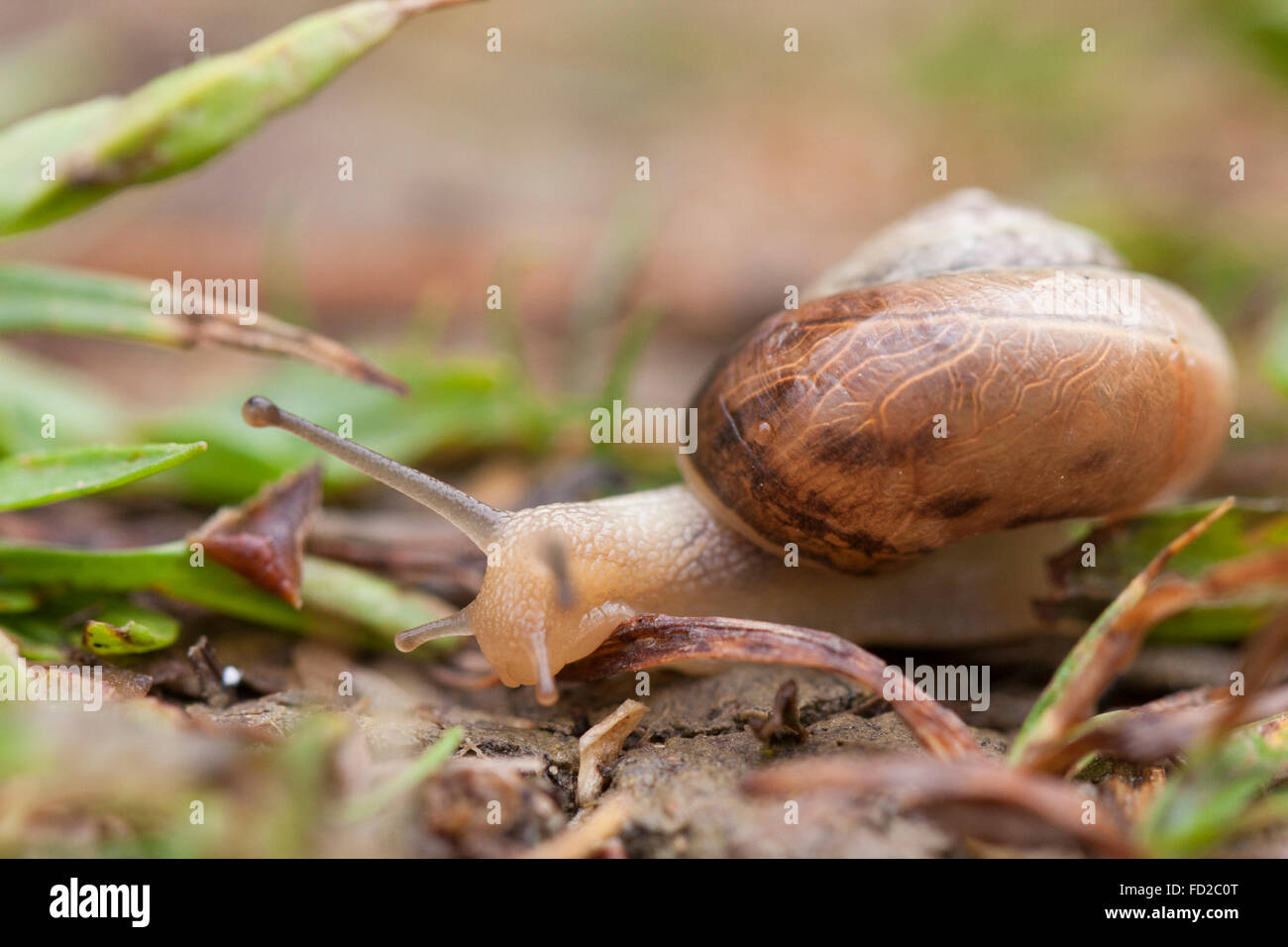 Shell inside structure hi-res stock photography and images - Alamy