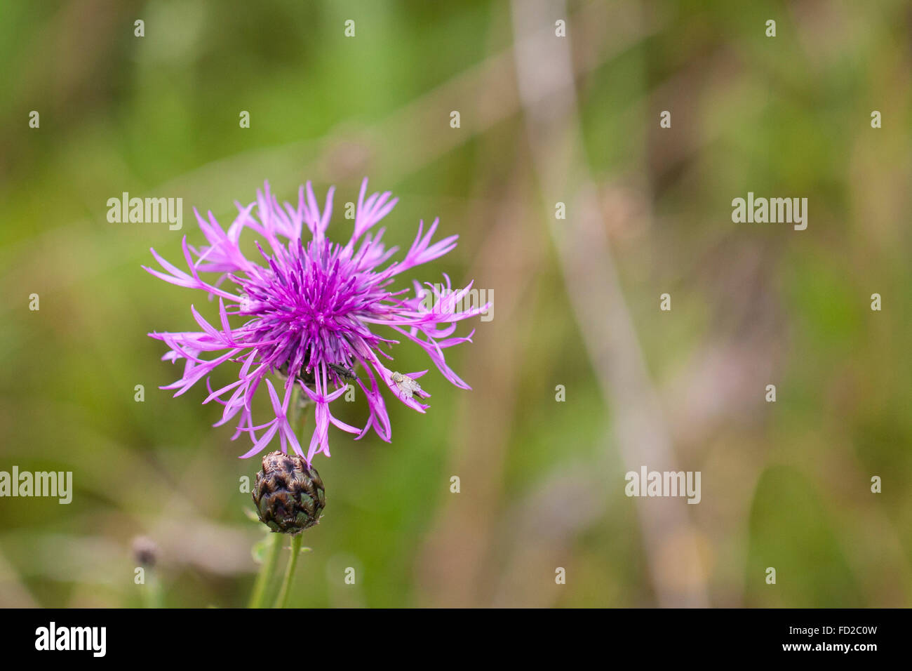 Greater Knapweed flowering in the grassland meadows at Twywell Hills ...