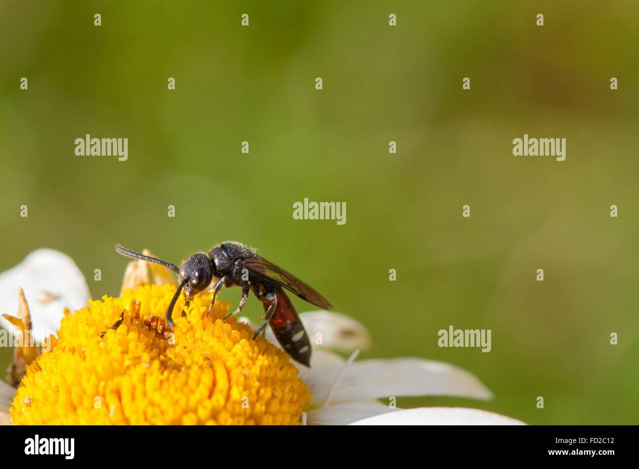 Minibeast hunt hi-res stock photography and images - Alamy