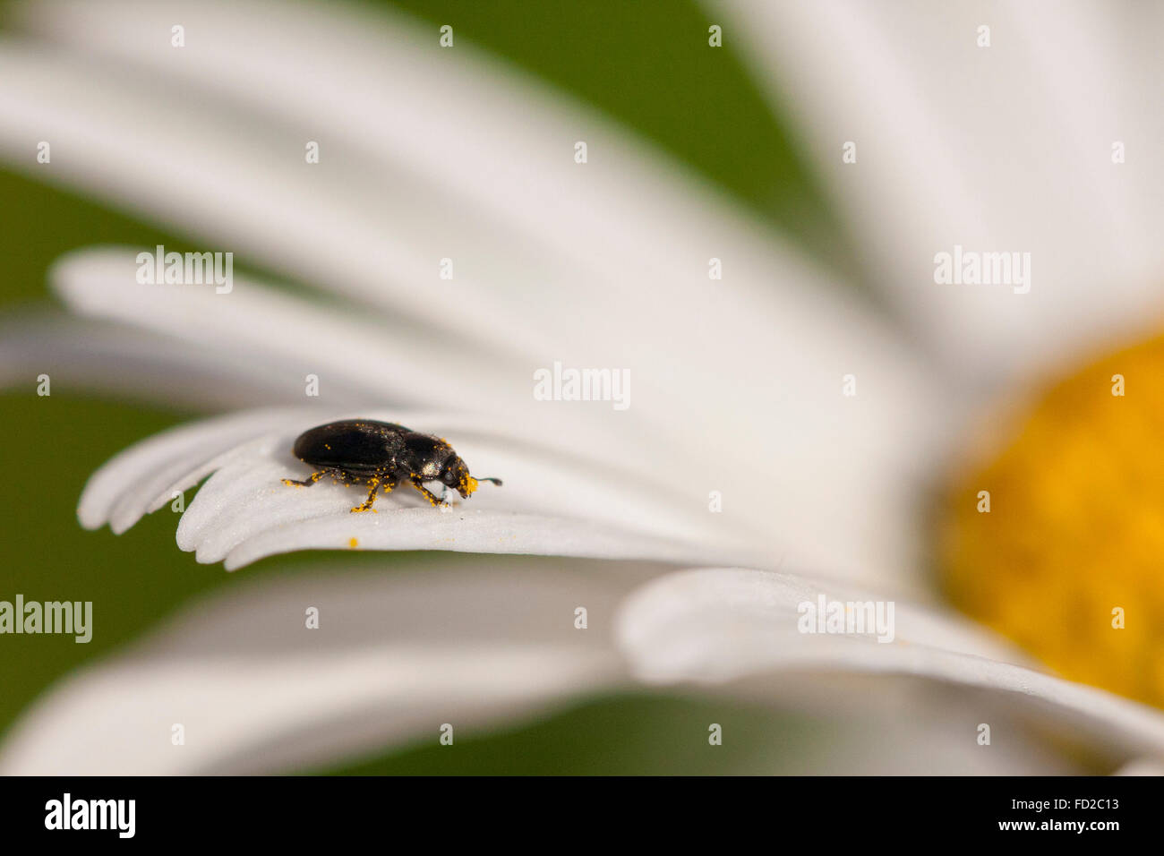 Day 30 of #30DaysWild, the final day. Spotted this Pollen Beetle ...