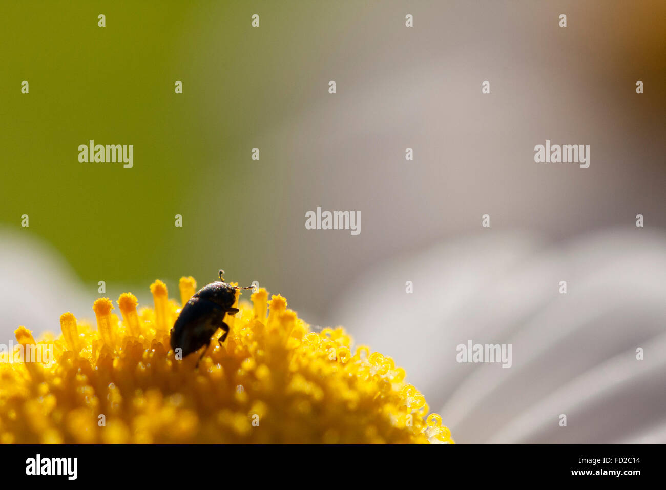 Pollen beetle hi-res stock photography and images - Alamy
