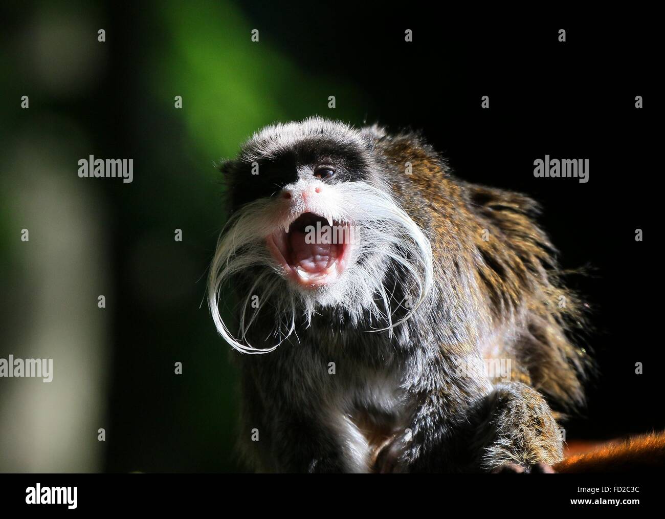 Biker monkeys hi-res stock photography and images - Alamy