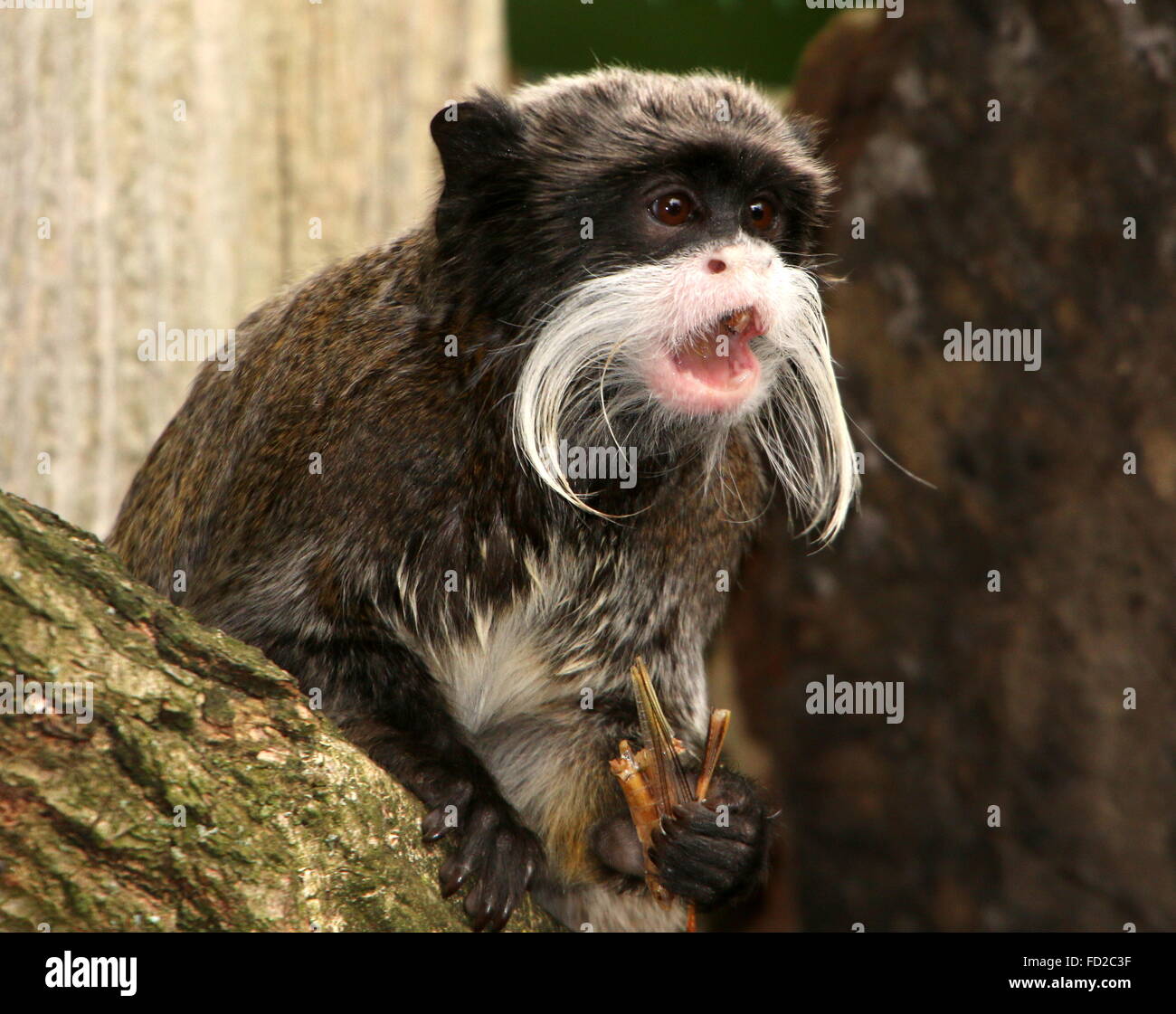 Emperor tamarin monkey (Saguinus imperator) a.k.a. Brockway monkey ...