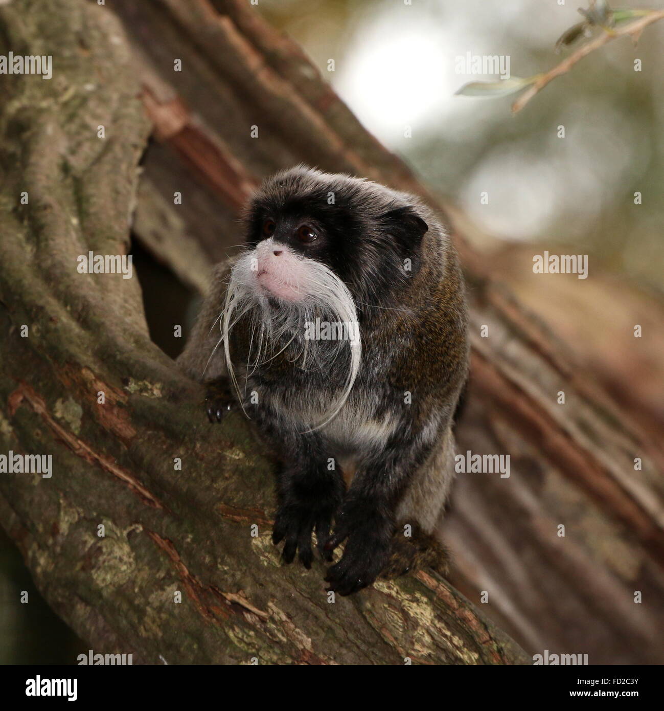 Emperor tamarin monkey (Saguinus imperator) a.k.a. Brockway monkey ...