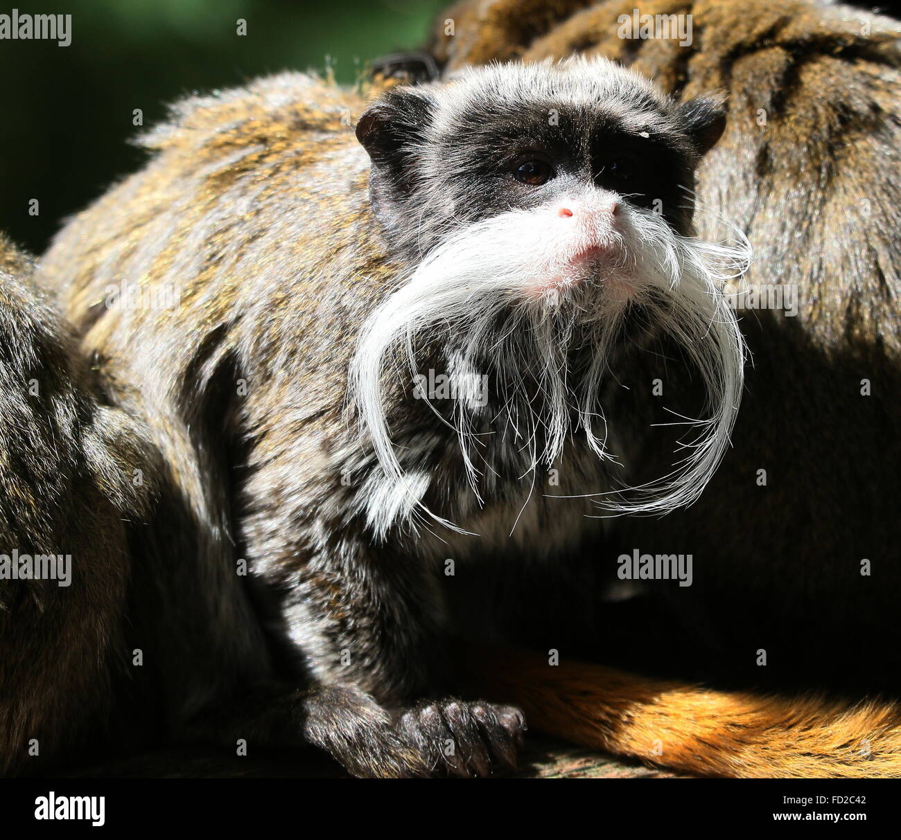 Emperor Tamarin Wallpaper
