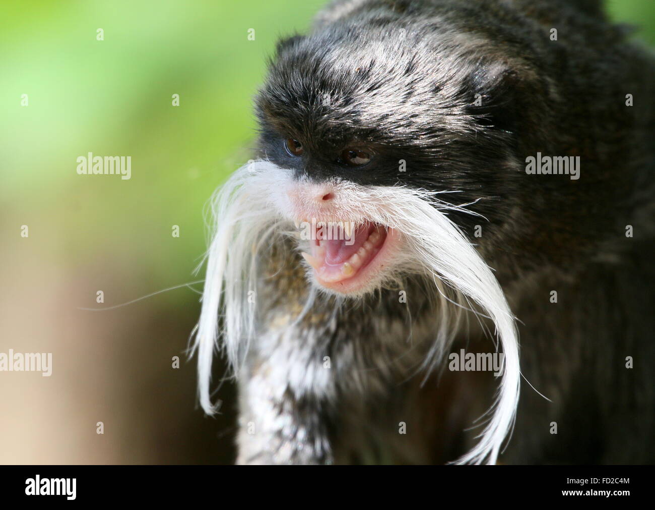 Angry growling Emperor tamarin monkey (Saguinus imperator) a.k.a ...