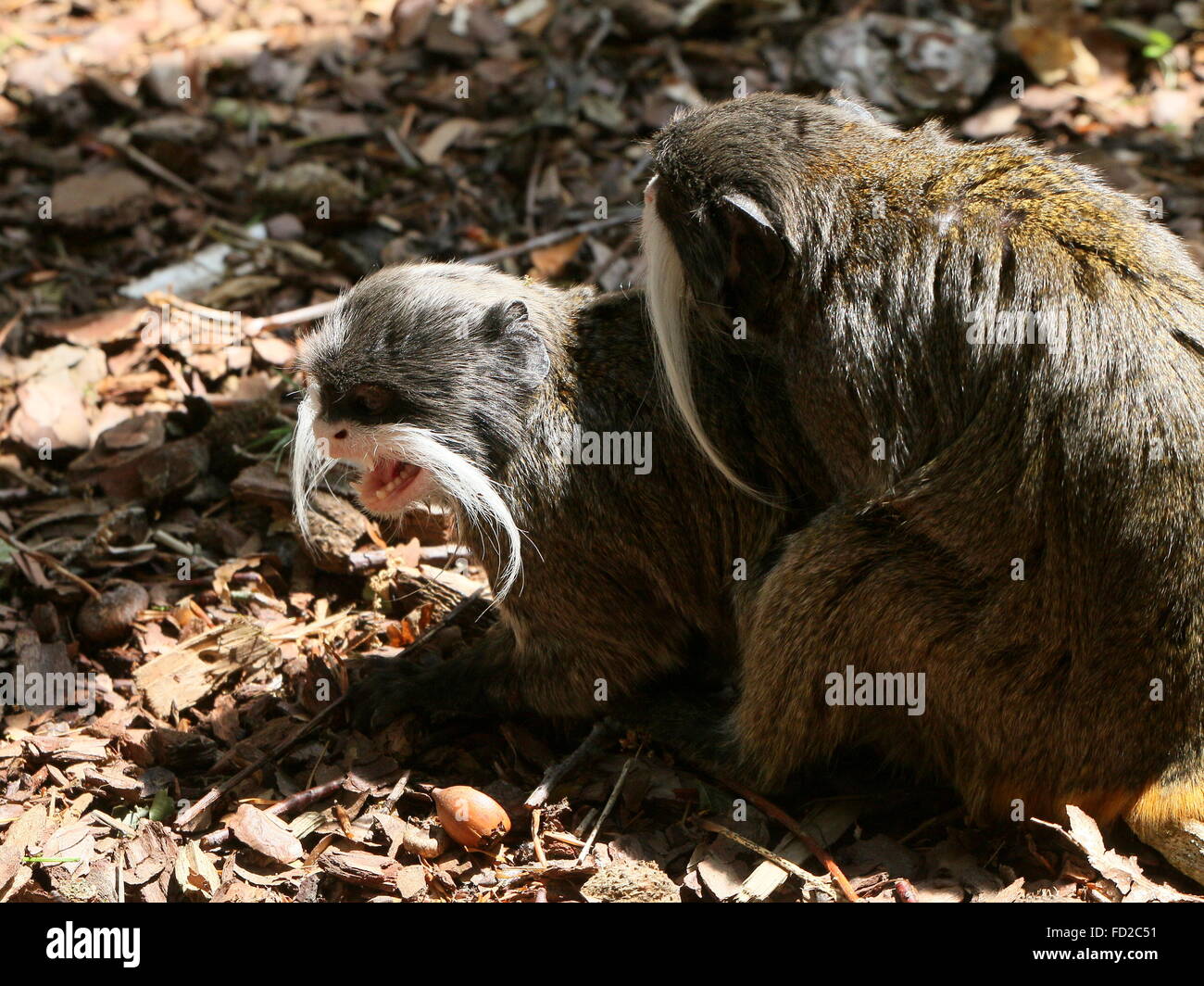 Tamarino imperatore hi-res stock photography and images - Alamy