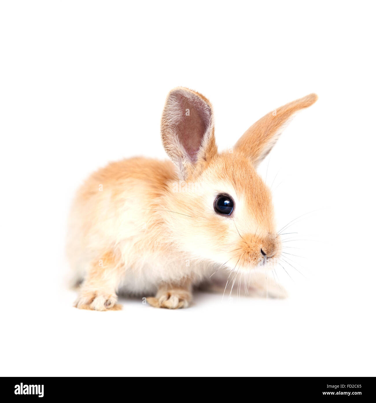 Rabbit isolated on white background Stock Photo - Alamy