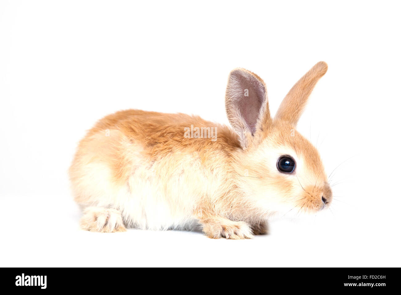 Rabbit isolated on white background Stock Photo - Alamy