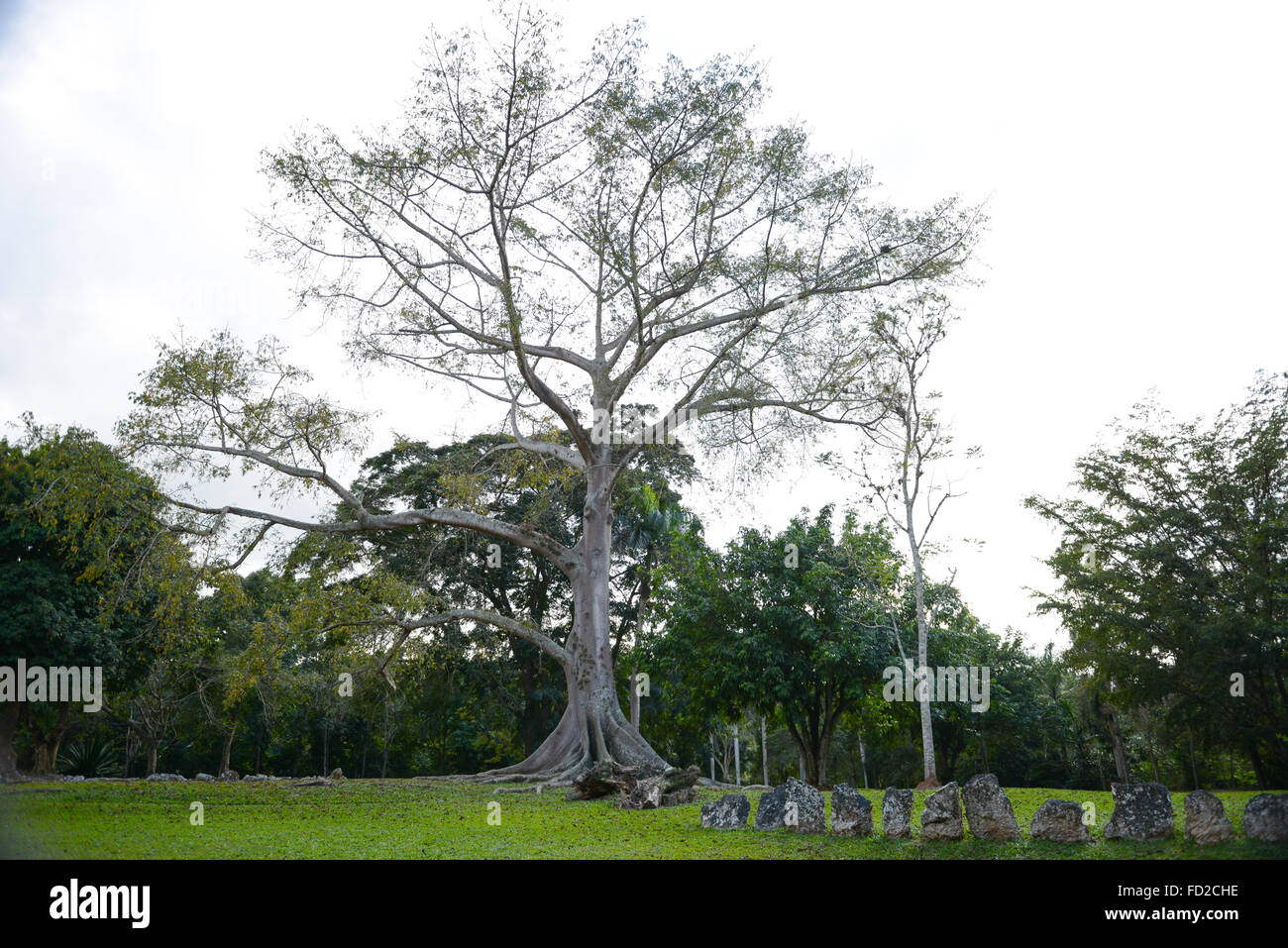 Majestic tree and rock carved petroglyphs at Caguana Indigenous ...