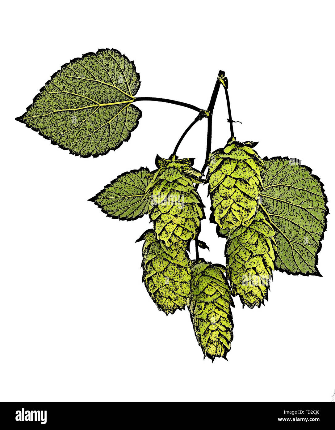 hop cones isolated, drawing generated in Photoshop Stock Photo - Alamy