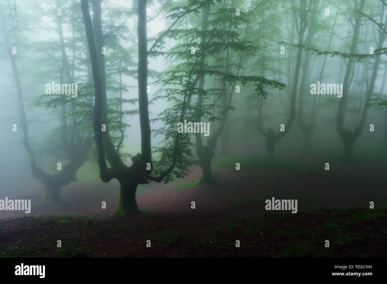 Dark foggy forest scary trees hi-res stock photography and images - Alamy