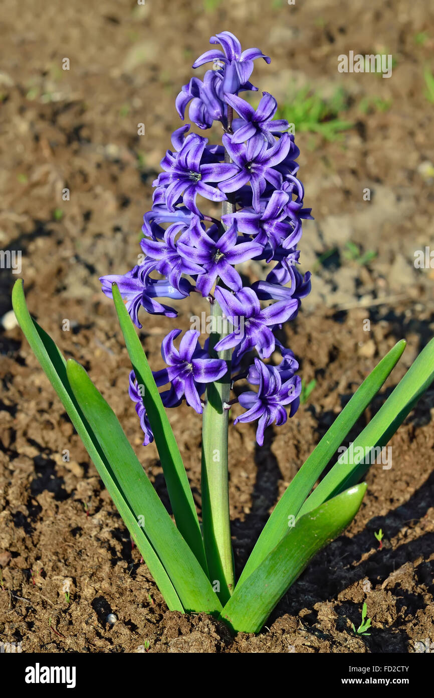 Beautiful purple hyacinth flower closeup. Spring nature background ...