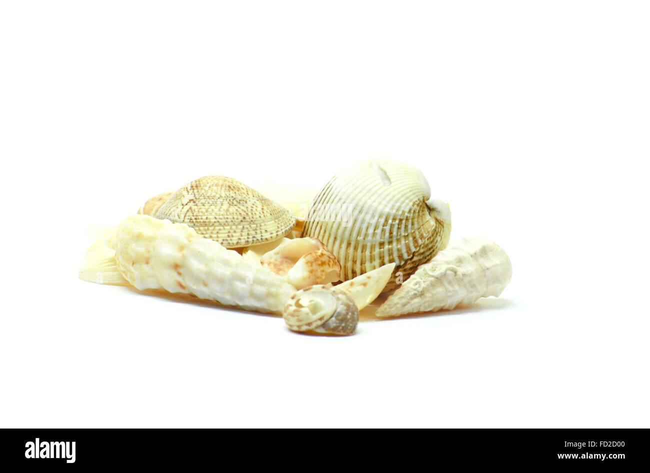 Isolated pile of seashells over white background Stock Photo - Alamy