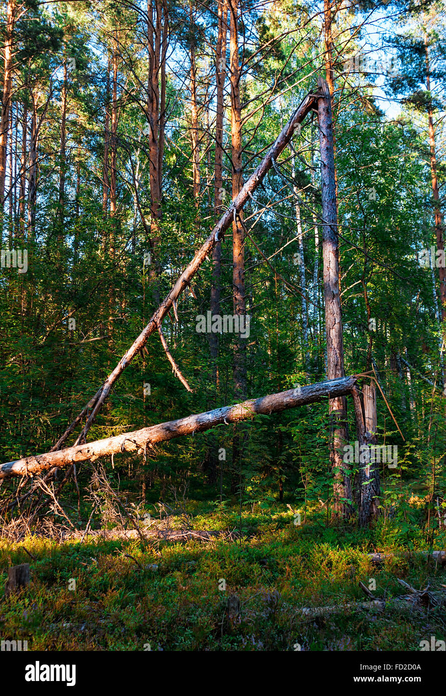 Figure trees stem in hi-res stock photography and images - Alamy