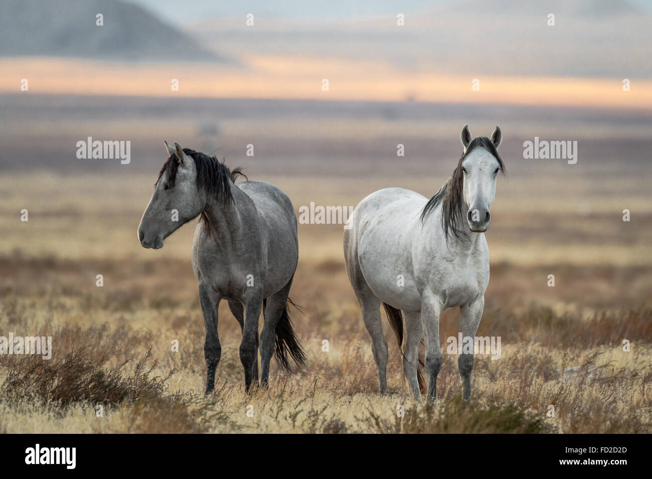 Wild horses of Simpson Springs in the Great Basin desert of Utah Stock ...