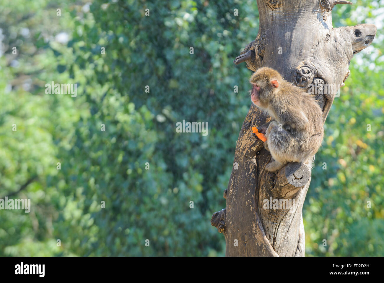 African monkey climbing tree hi-res stock photography and images - Alamy