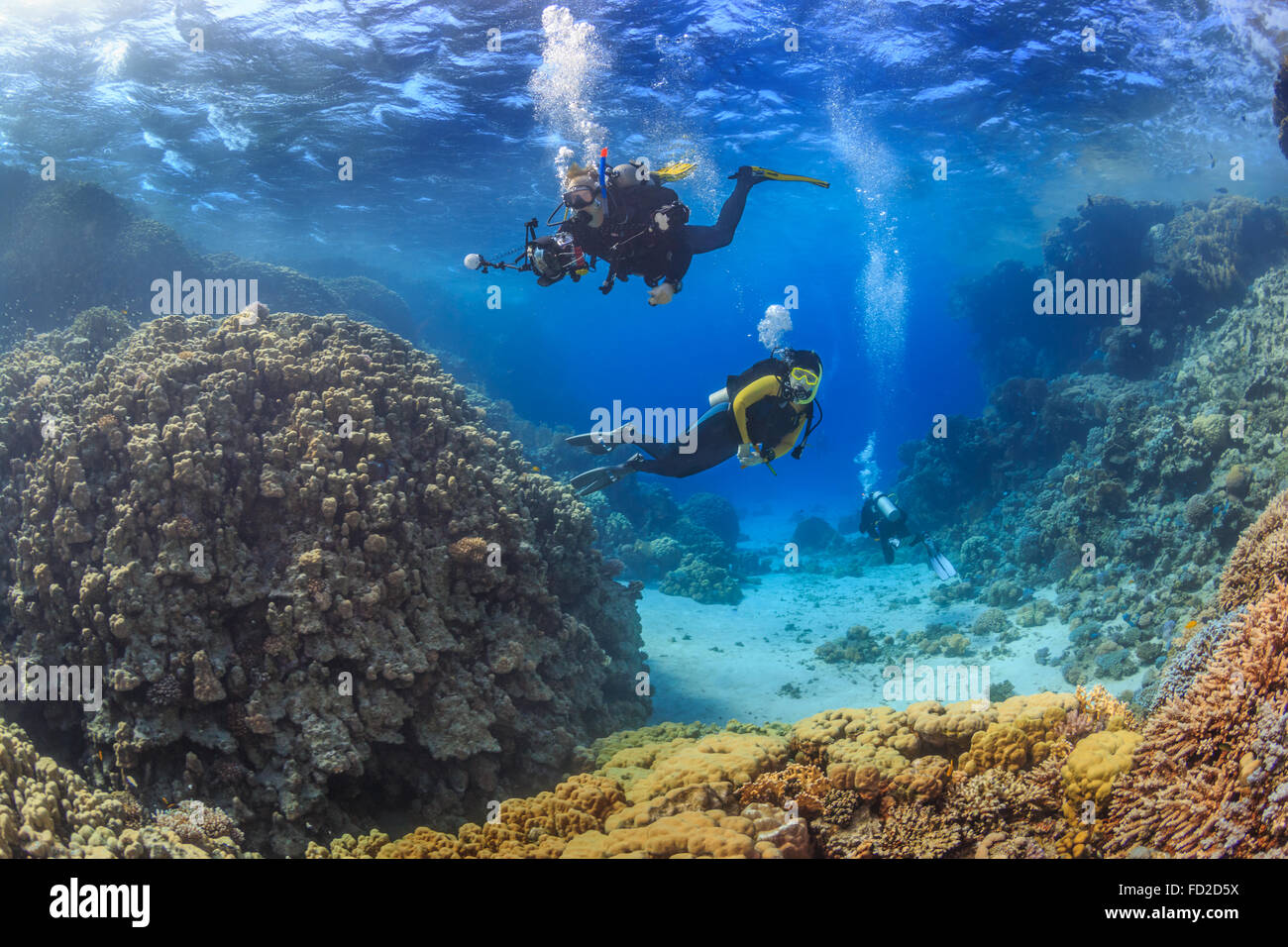 adventure, aqua, blue, coral, depth, dive, diver, hobby, life, ocean ...