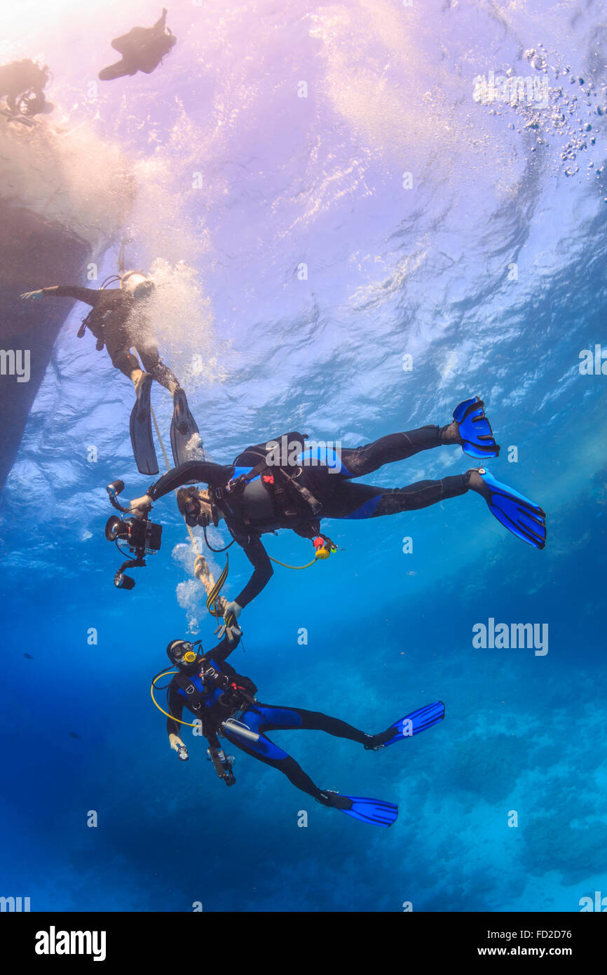 underwater, activity, adventure, aquatic, beauty, blue, boat, colony ...
