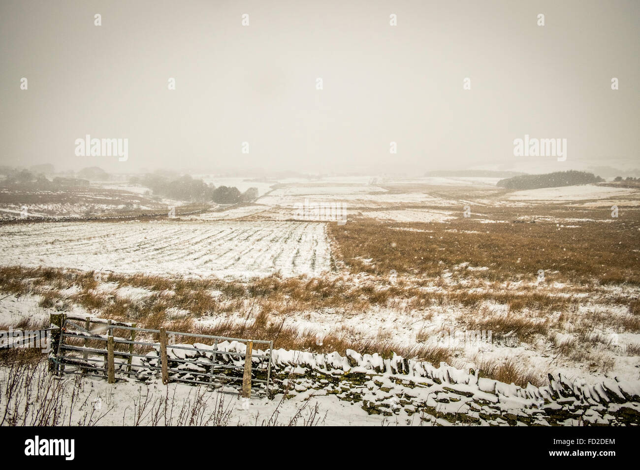 Snowstorm pine trees on hill hi-res stock photography and images - Alamy