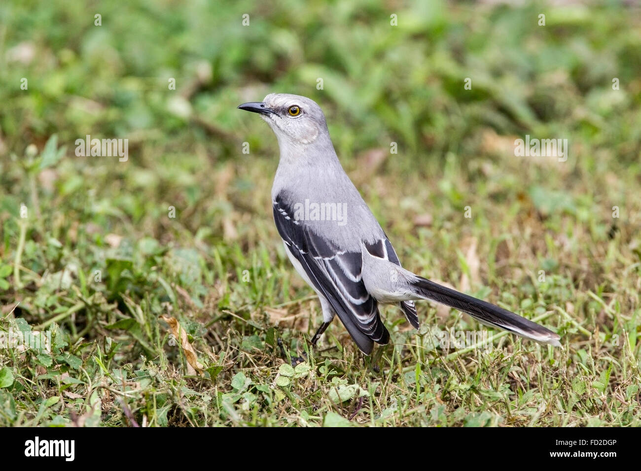 tropical mockingbird (Mimus gilvus) adult feeding on short grass on ...