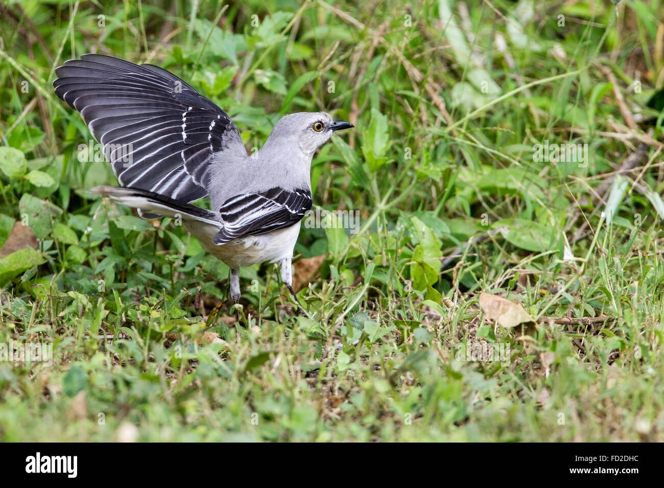 To kill a mockingbird movie hi-res stock photography and images - Alamy
