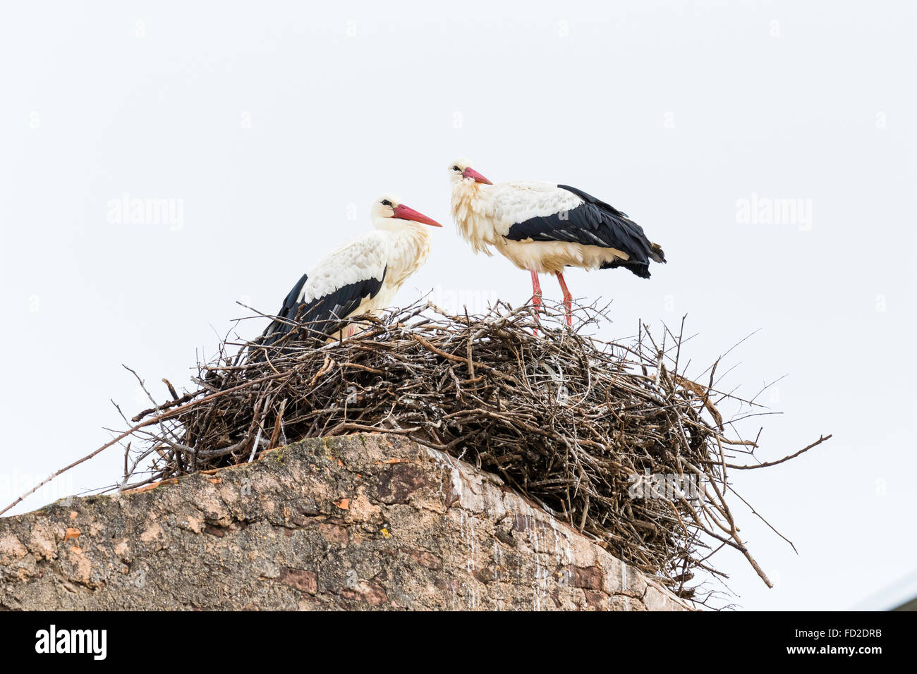 White stork in Silves, Portugal Stock Photo - Alamy