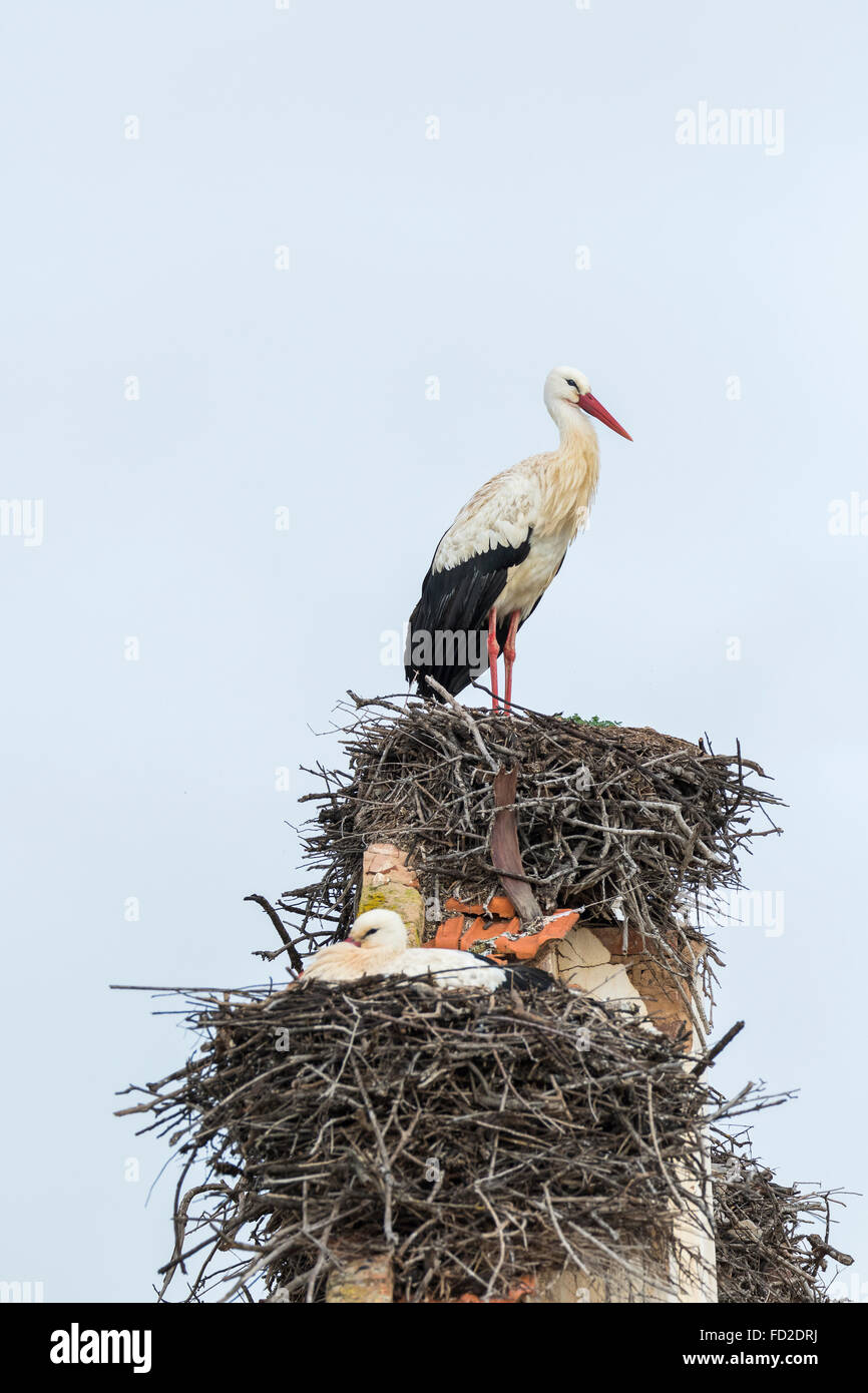 White stork in Silves, Portugal Stock Photo - Alamy