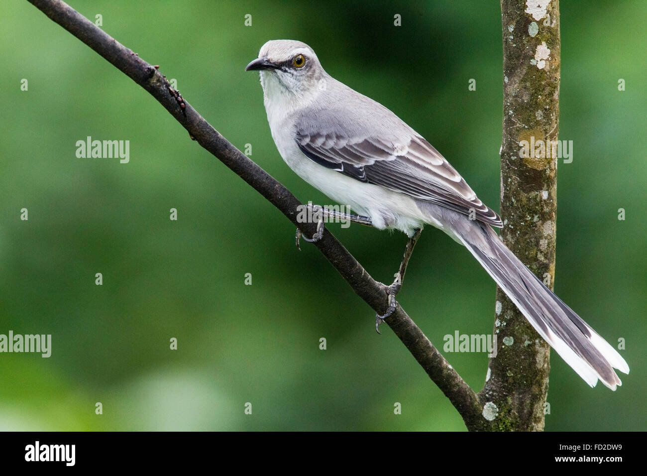 tropical mockingbird (Mimus gilvus) adult perched on branch, Cozumel ...