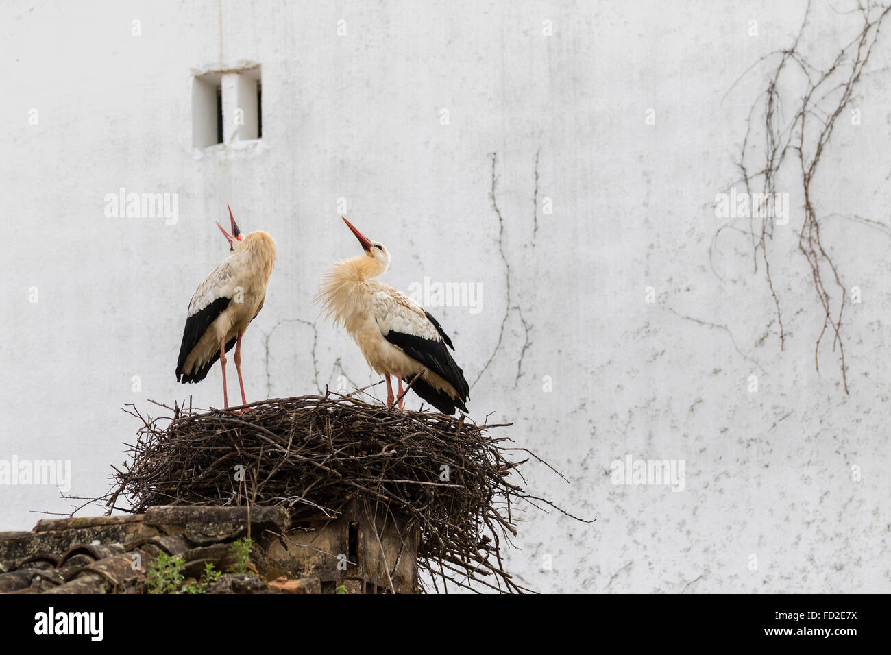 White stork in Silves, Portugal Stock Photo - Alamy