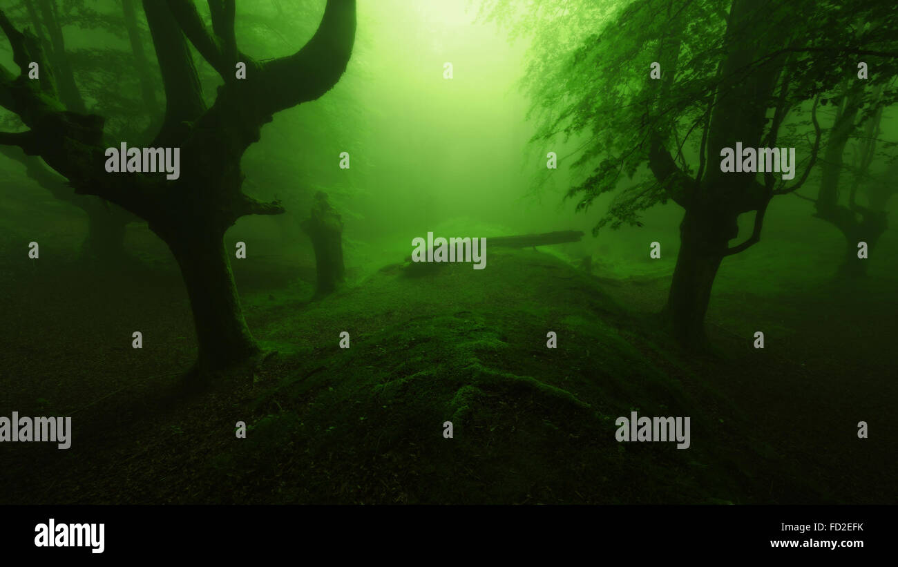 deep scary forest with gloomy trees silhouette Stock Photo - Alamy
