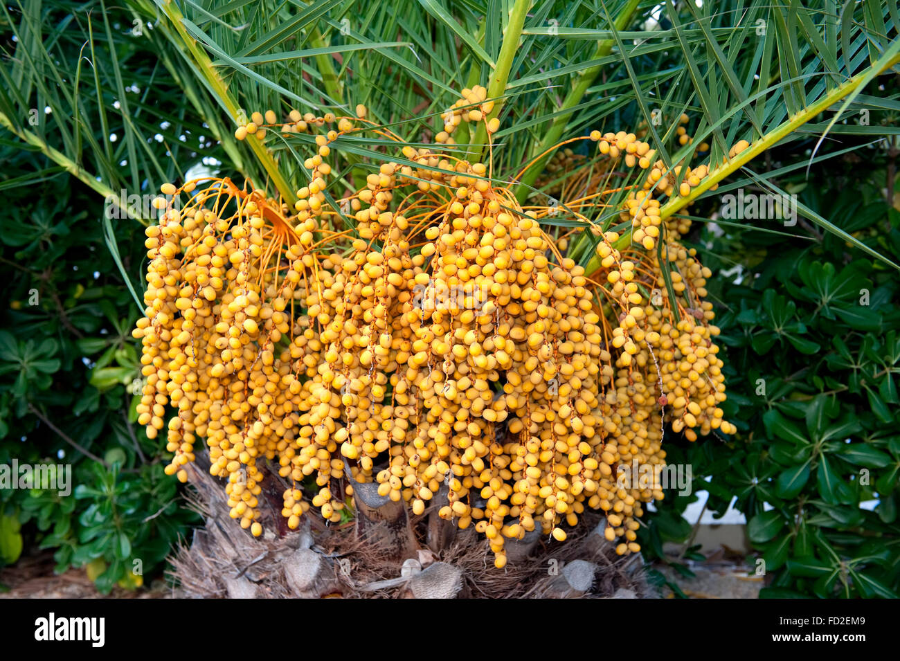 Yellow dates hi-res stock photography and images - Alamy