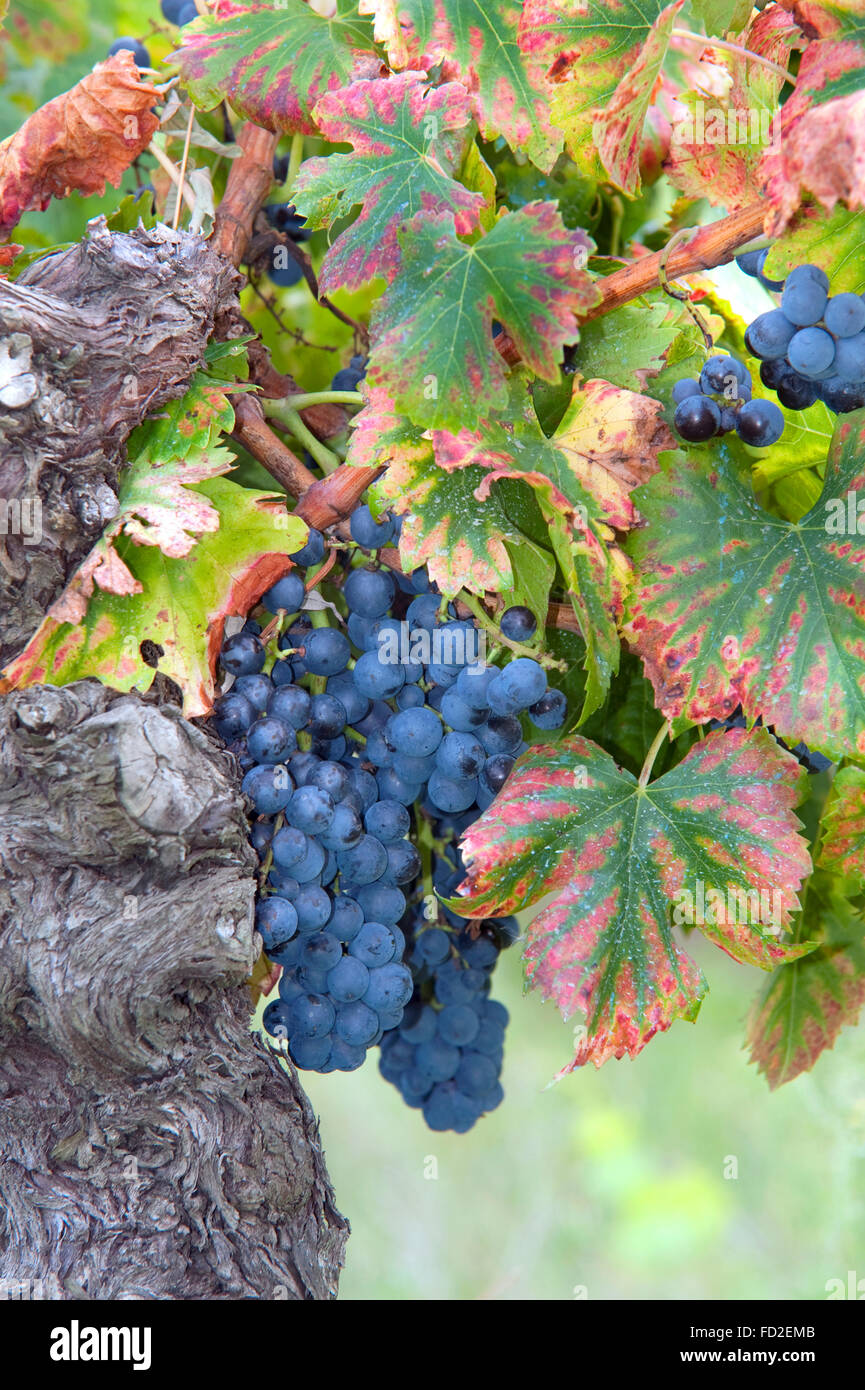 Grapes at a vineyard in France, Europe Stock Photo - Alamy