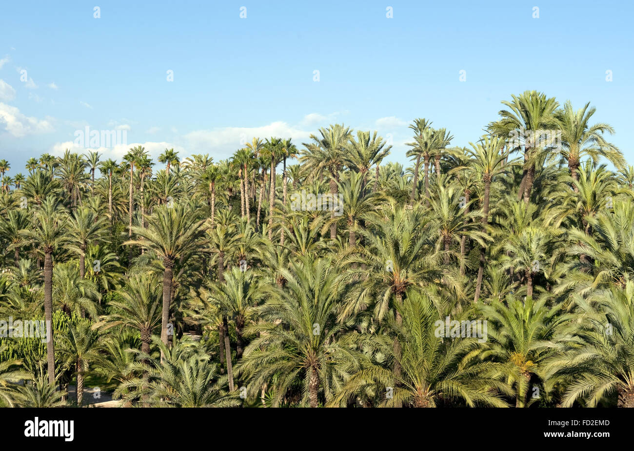 Palm tree forest in Elche, Spain The city of Elche (Elx) is famous for ...