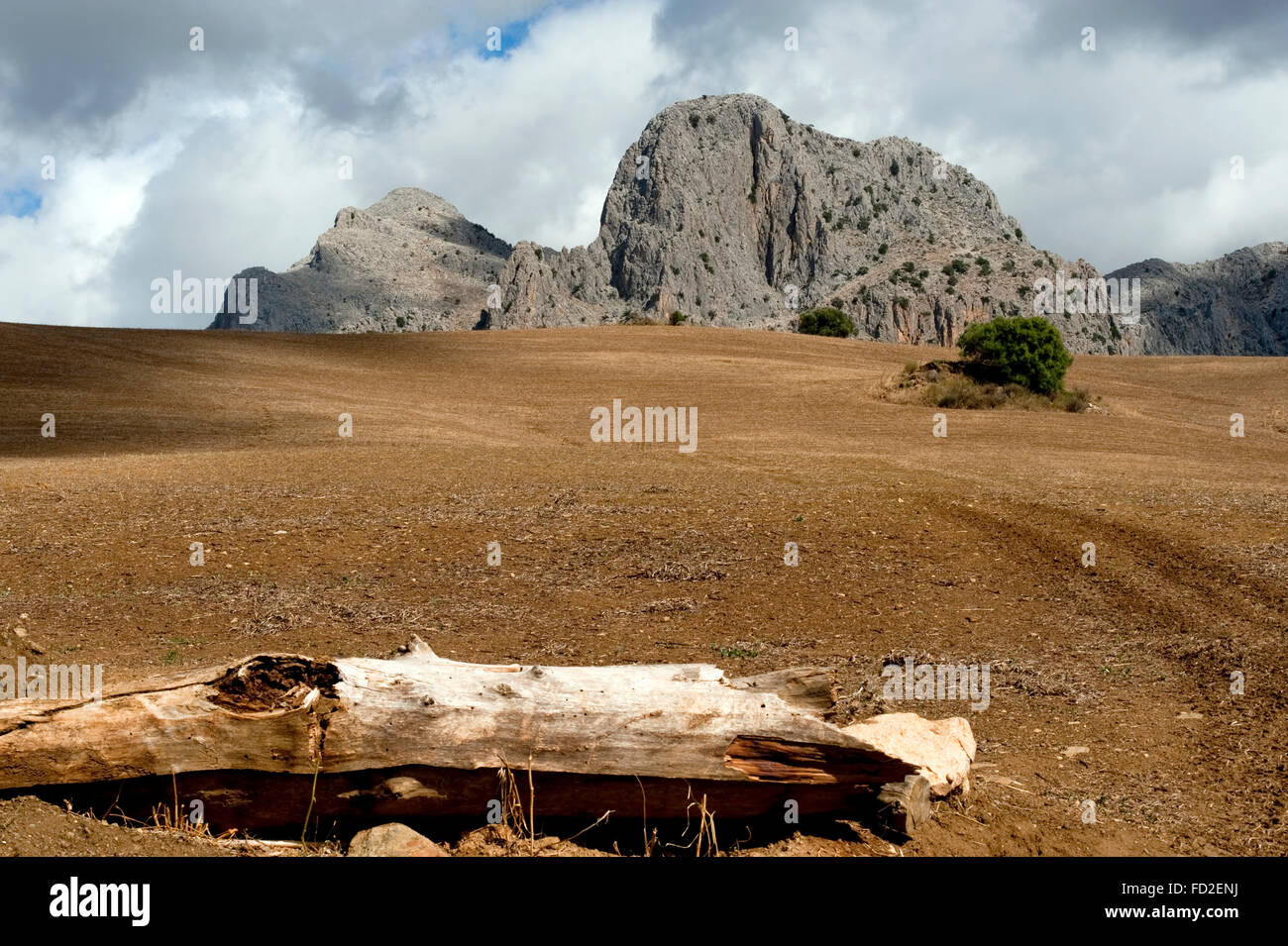 Barren landscape with mountains and a dead tree in the South of Spain ...