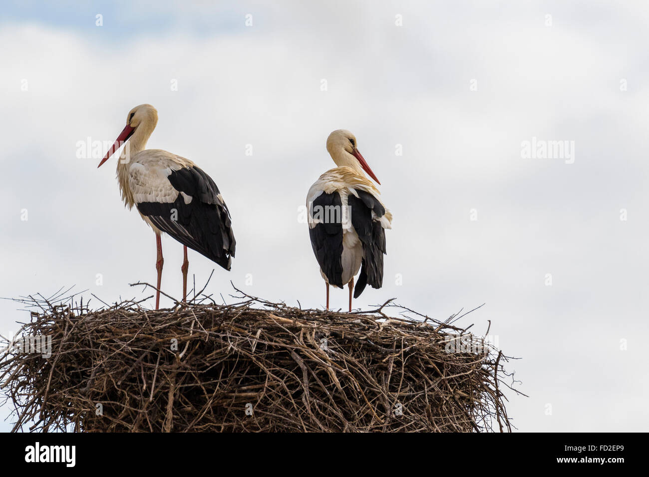 White stork in Silves, Portugal Stock Photo - Alamy