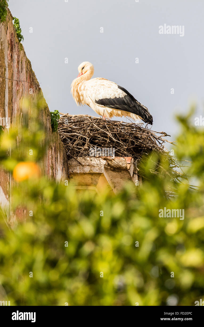 Portugal white stork hi-res stock photography and images - Alamy
