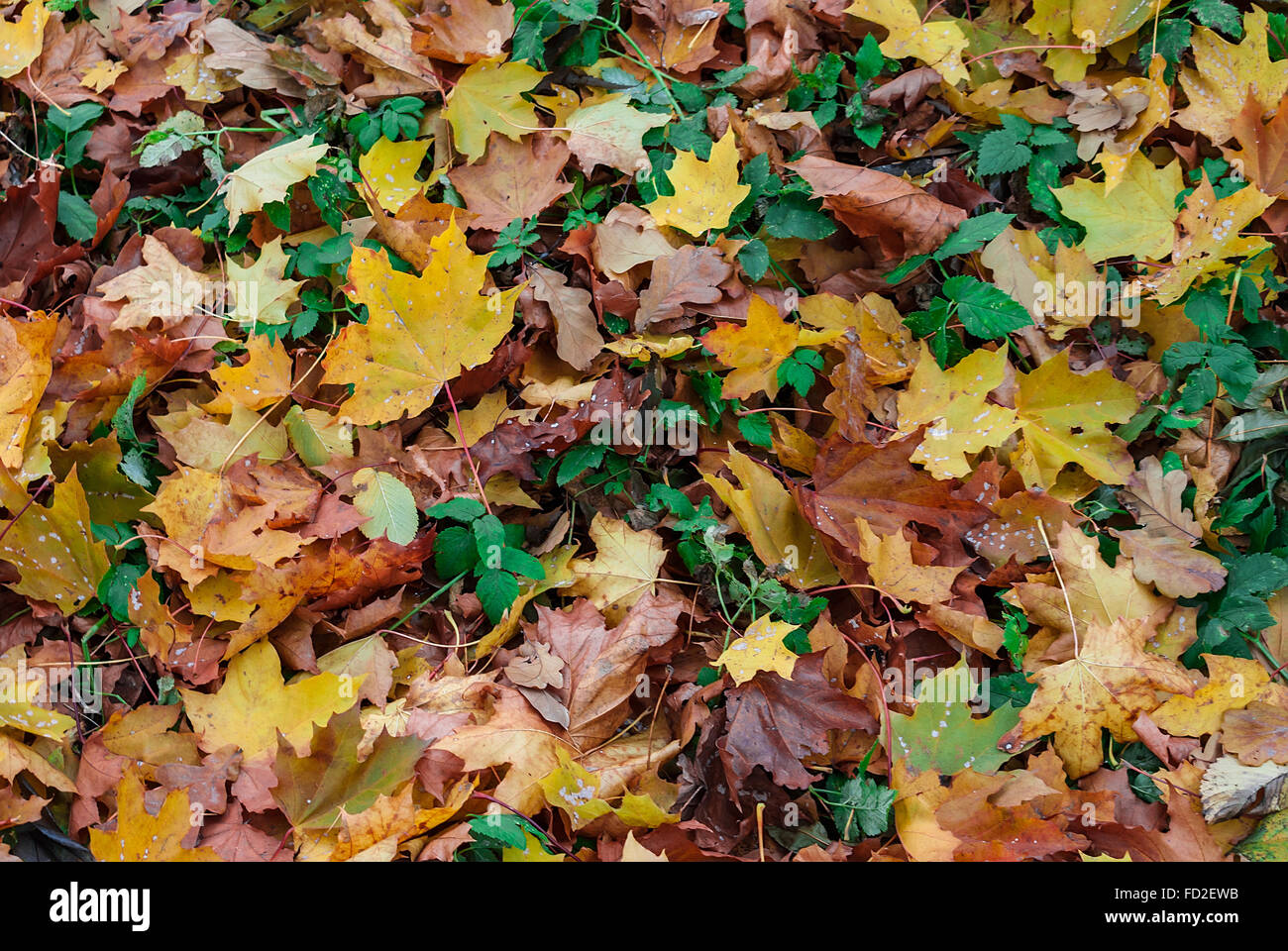 Texture of autumn leaves on the ground Stock Photo - Alamy