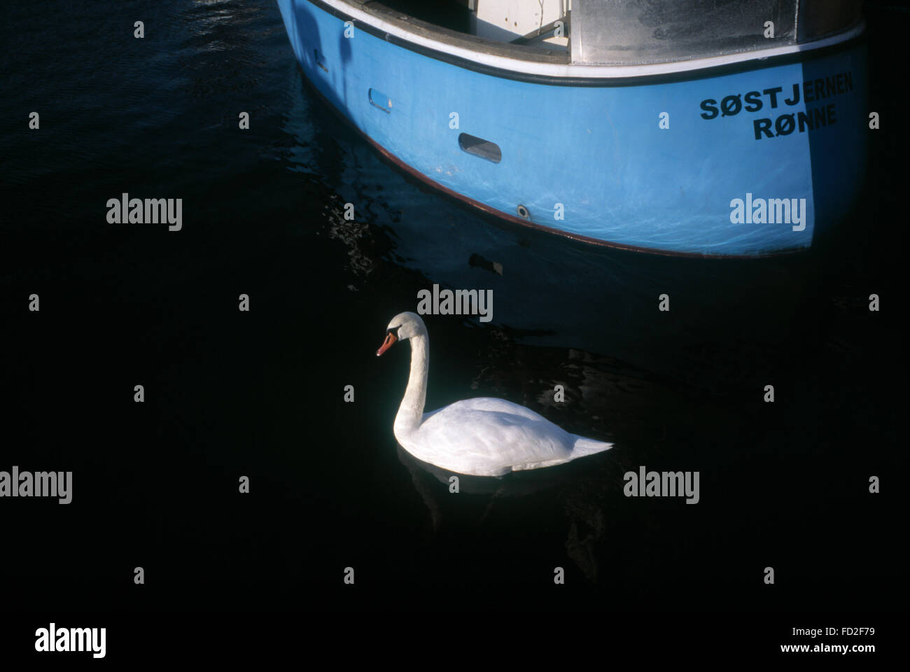 Swan on the Island of Borholm, Denmark Stock Photo - Alamy