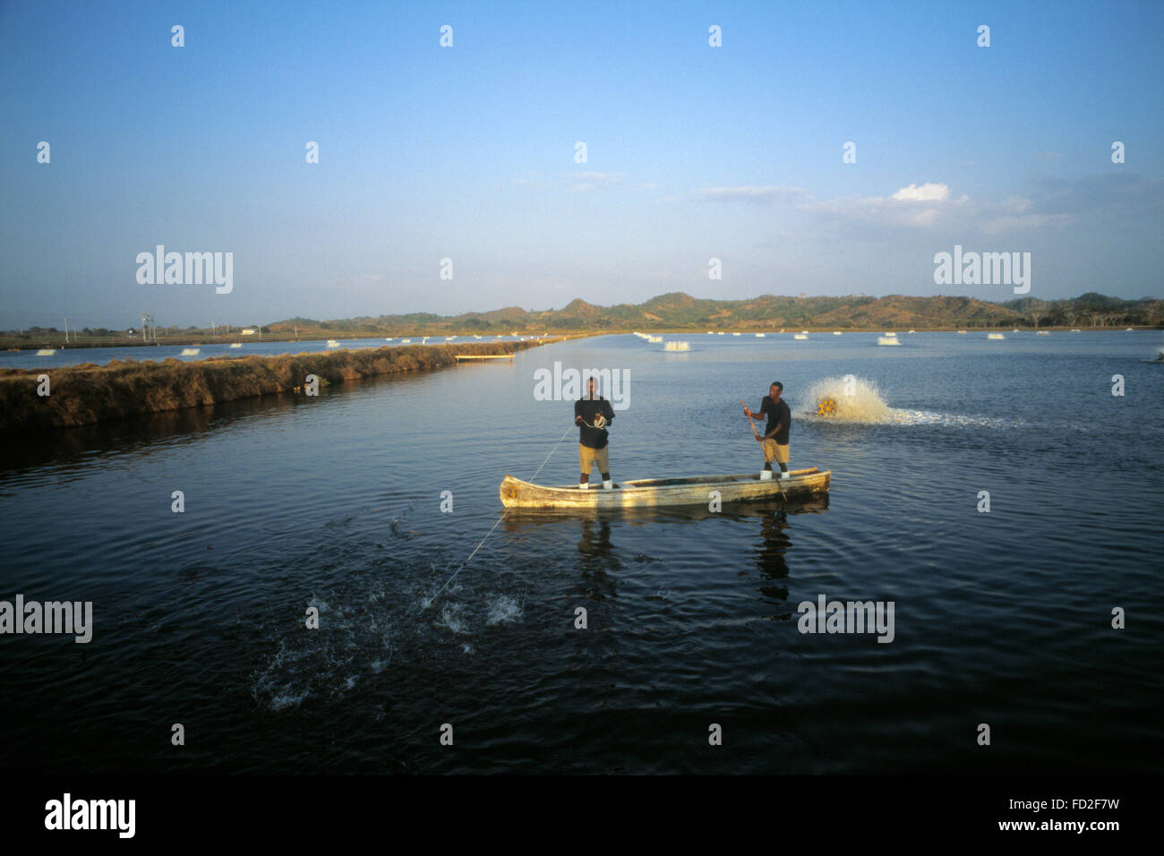Workers feeding shrimp in the massive shrimp pools at the Cartacua ...