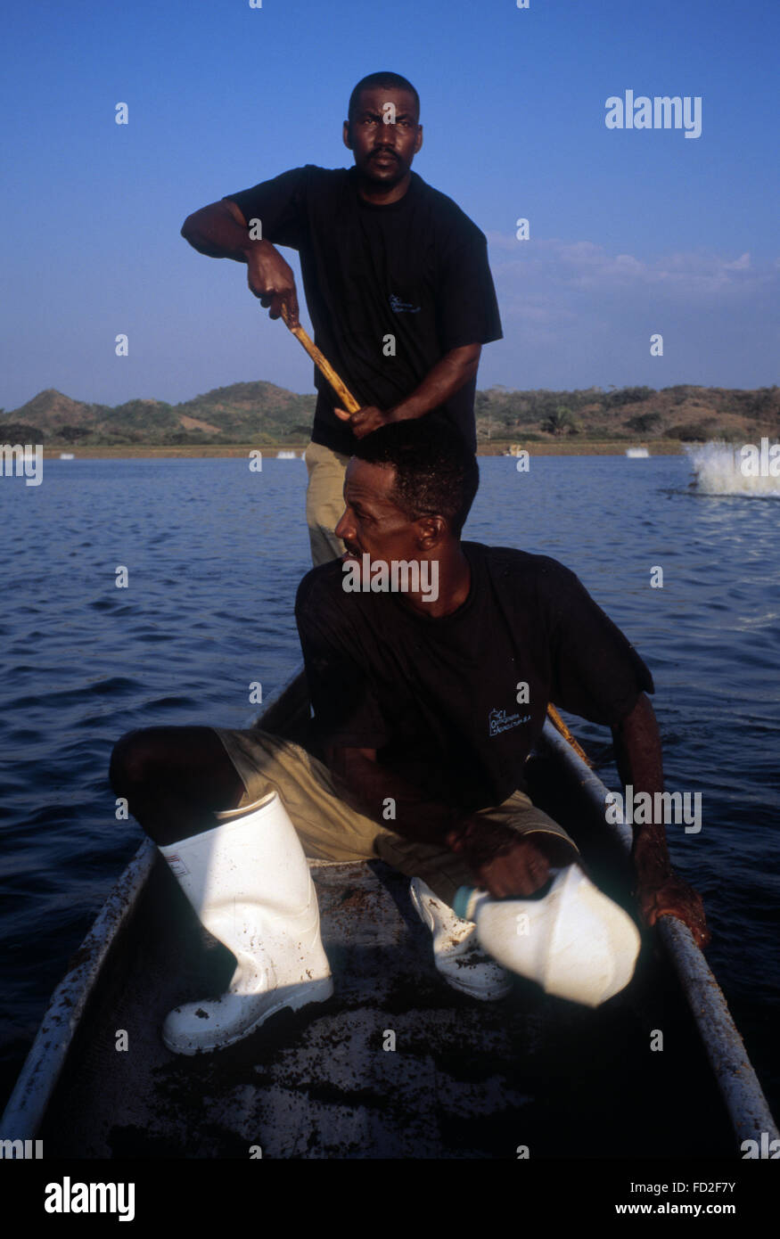 Workers feeding shrimp in the massive shrimp pools at the Cartacua ...
