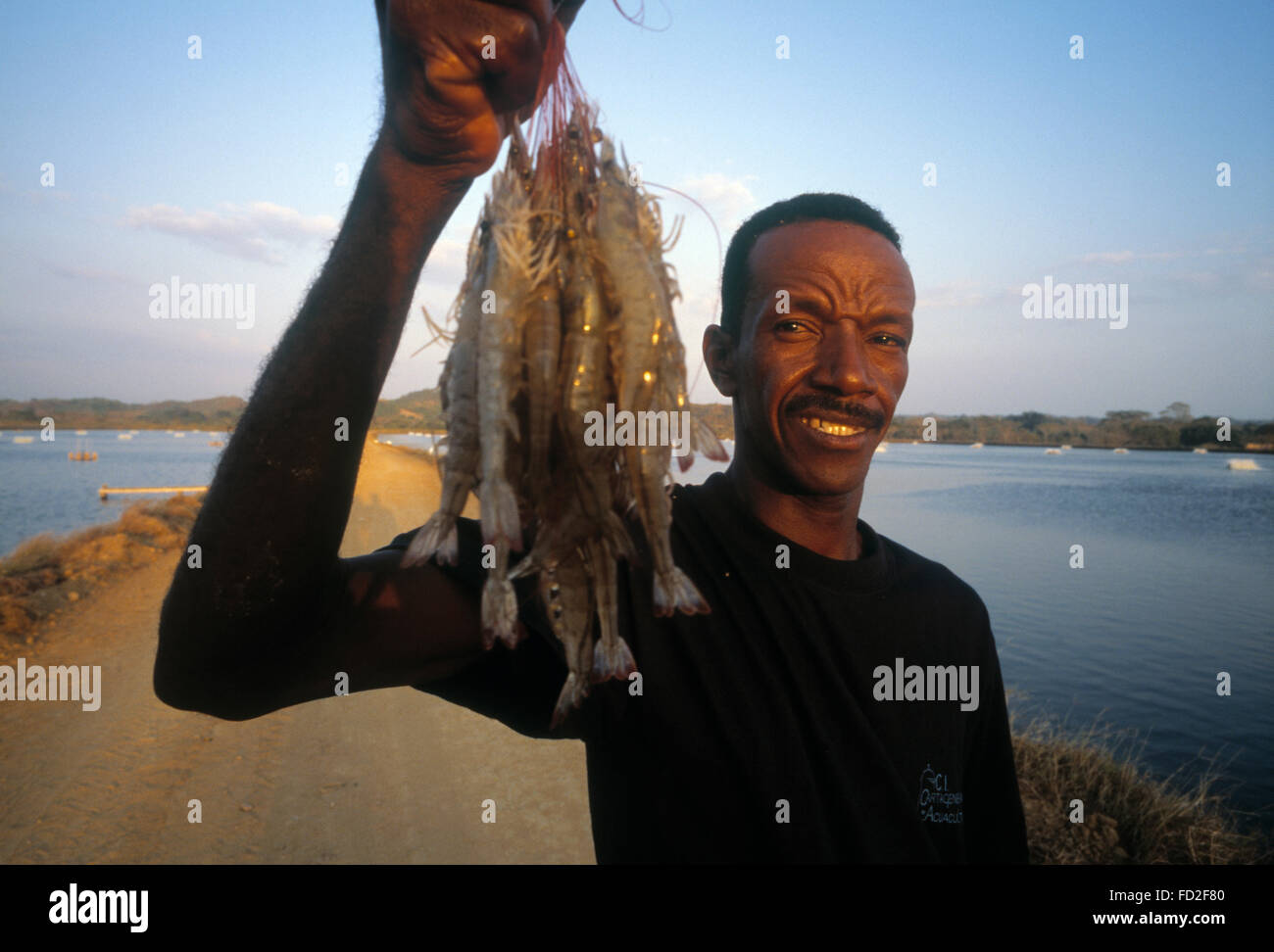 Workers feeding shrimp in the massive shrimp pools at the Cartacua ...