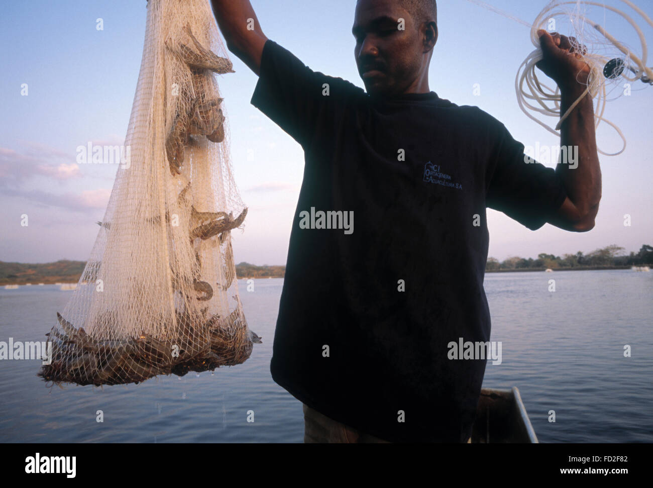 Workers feeding shrimp in the massive shrimp pools at the Cartacua ...