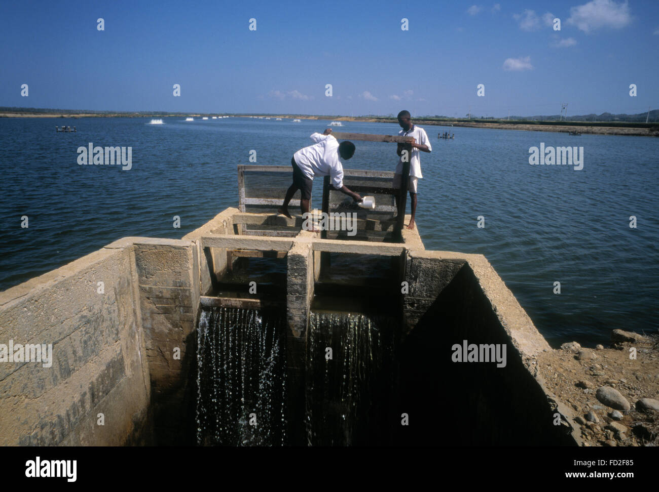 Workers feeding shrimp in the massive shrimp pools at the Cartacua ...