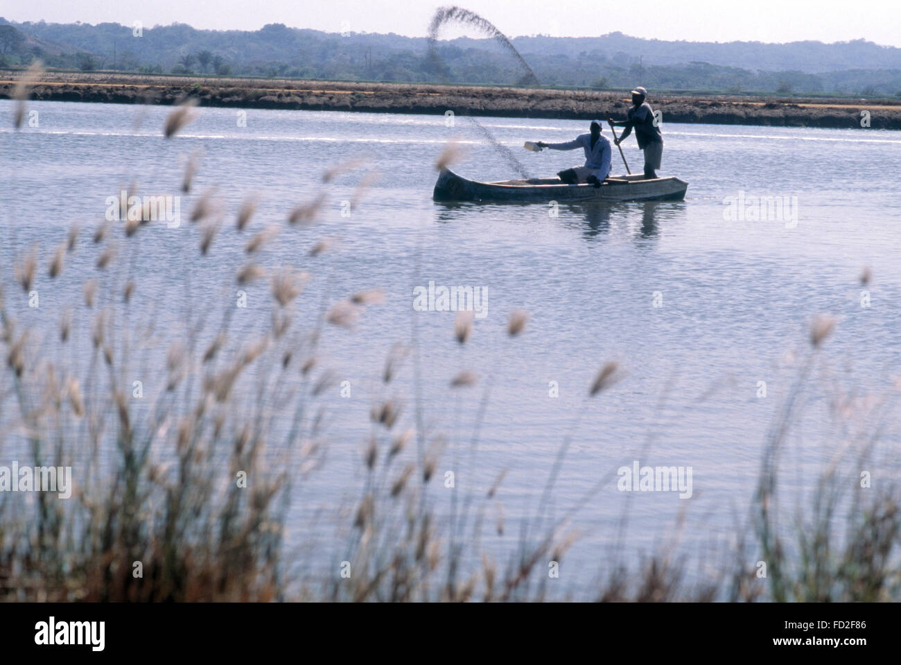 Workers feeding shrimp in the massive shrimp pools at the Cartacua ...